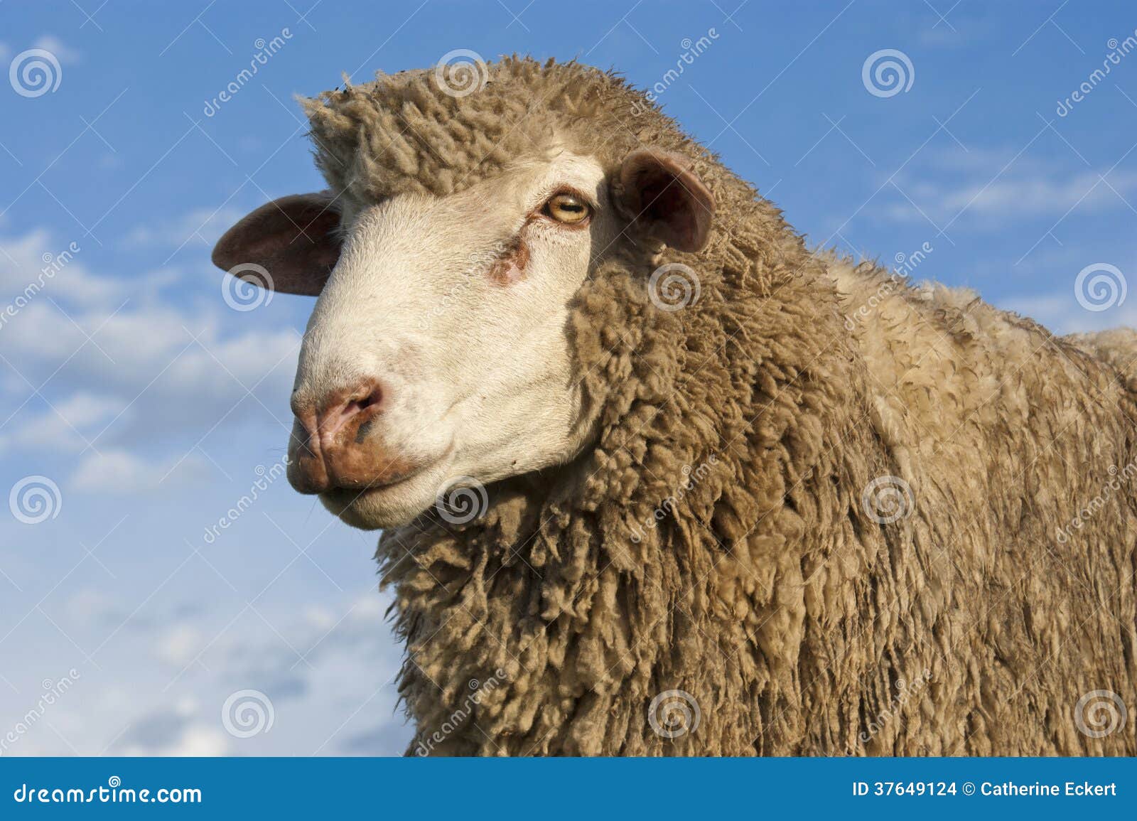 Merino Sheep stock photo. Image of lamb, merino, friendly - 37649124