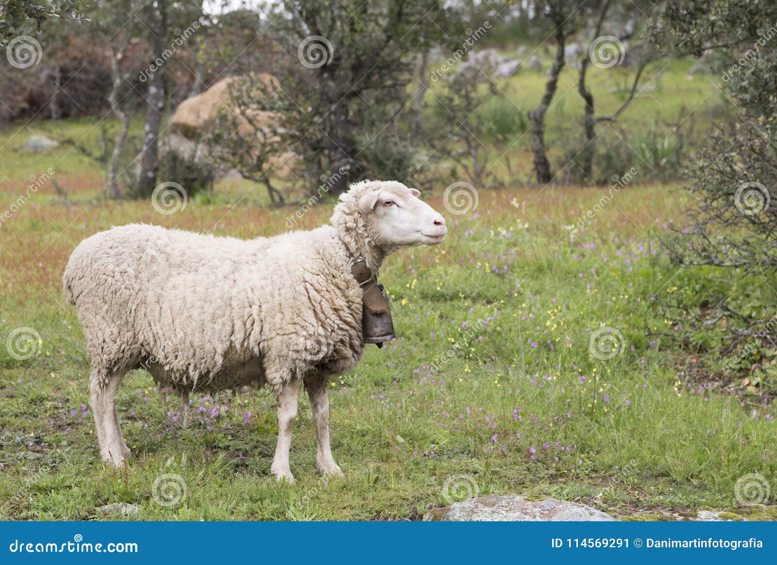 Merino Sheep with Cowbell in a Meadow Stock Image - Image of nature ...
