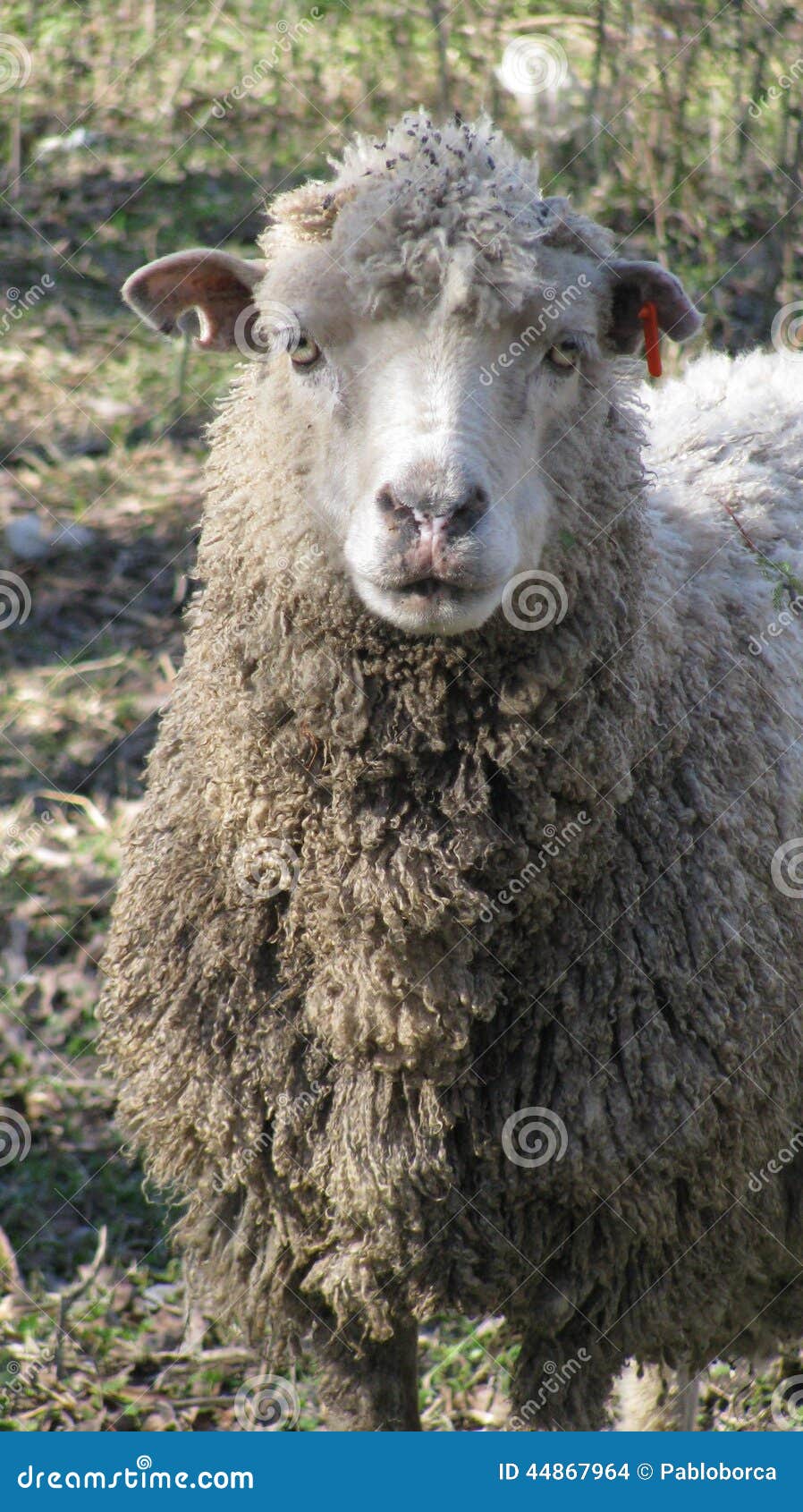 Merino Sheep stock photo. Image of industry, sheep, farm - 44867964