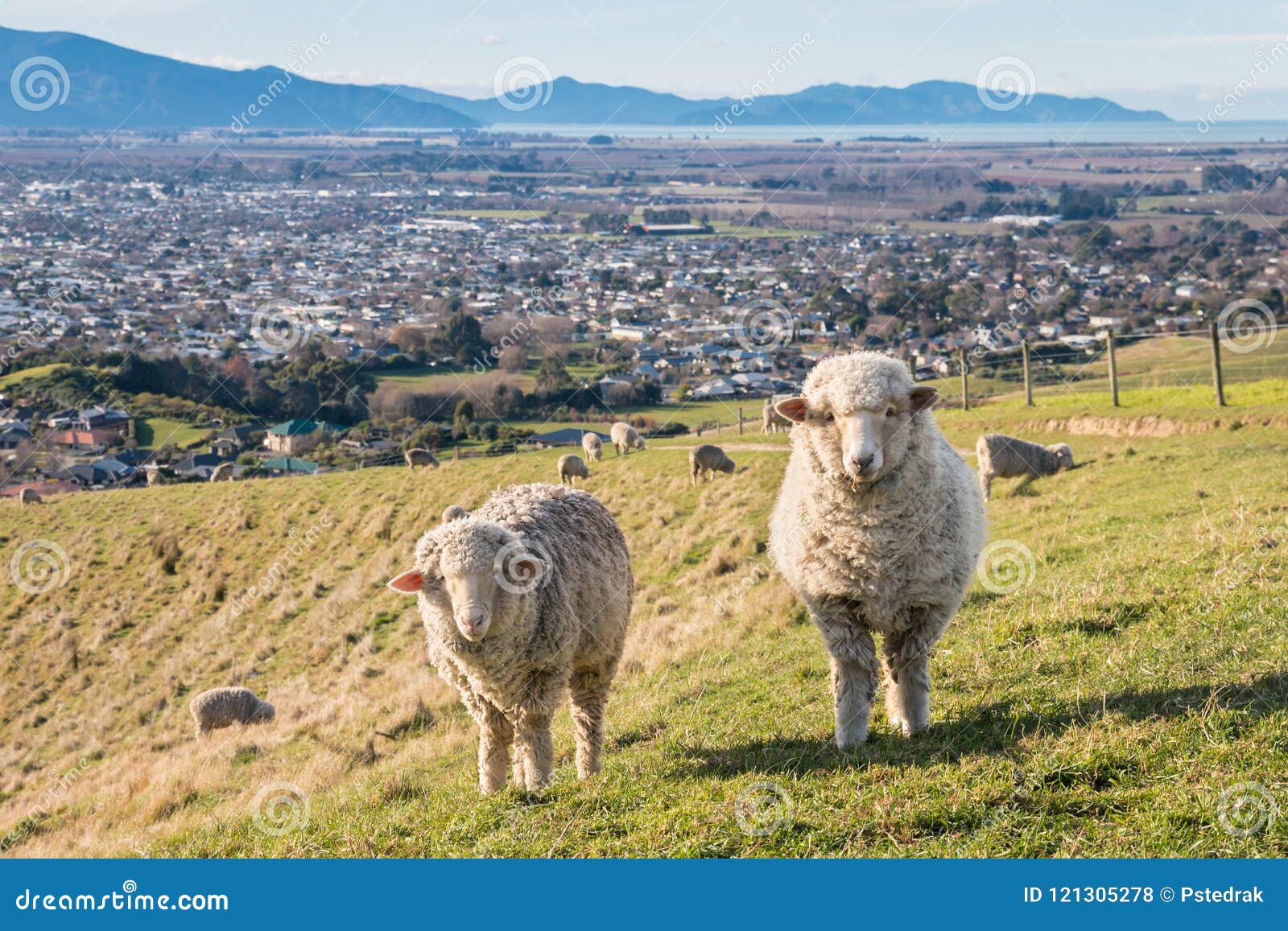 Merino Sheep Grazing Above Blenheim Town, South Island, New Zealand ... Merino Sheep Grazing Above Blenheim Town, South Island, New Zealand ...