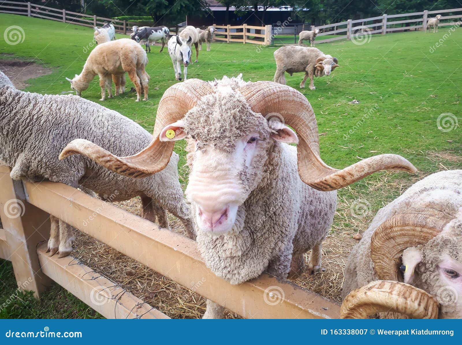 Merino sheep stock image. Image of agriculture, sheep - 163338007