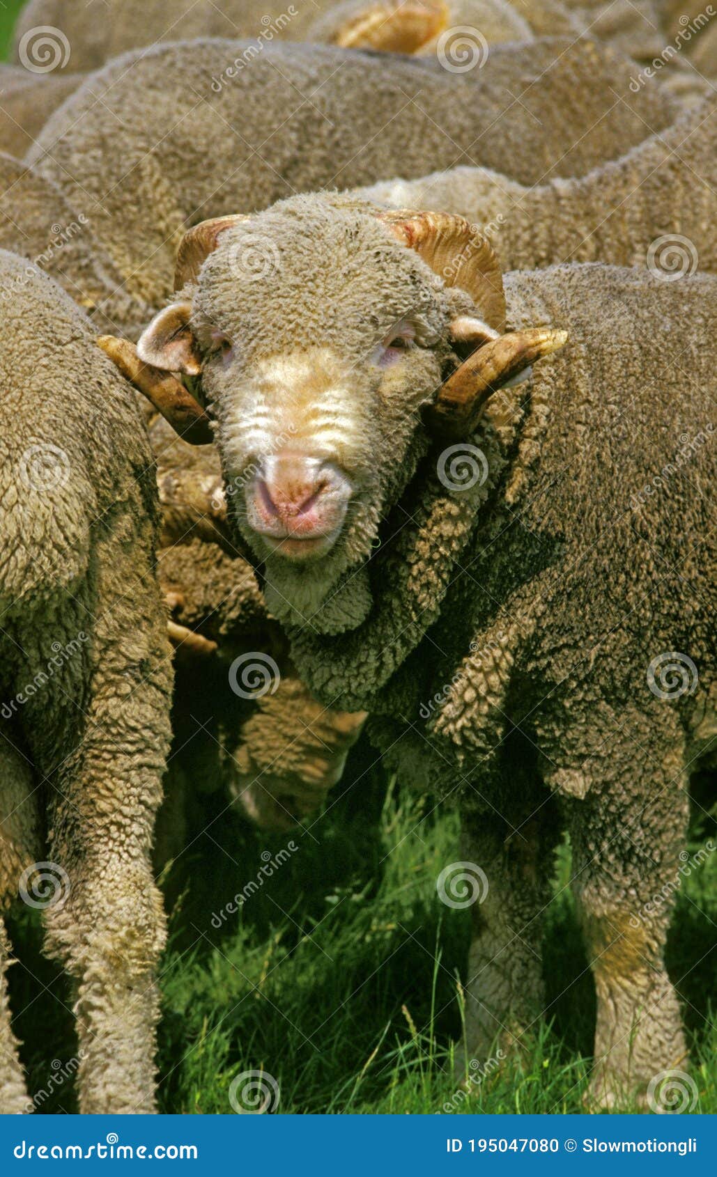 Merino Sheep, Ram stock photo. Image of sheep, herd - 195047080