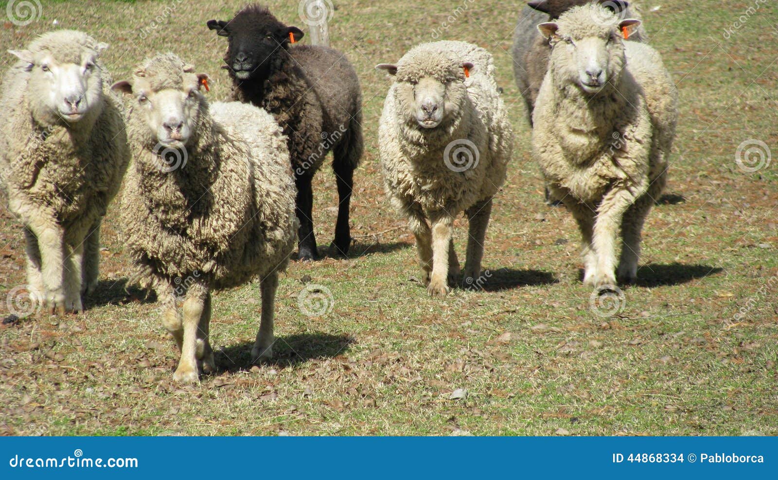 Merino Sheeps stock photo. Image of industry, wool, farmhouse - 44868334