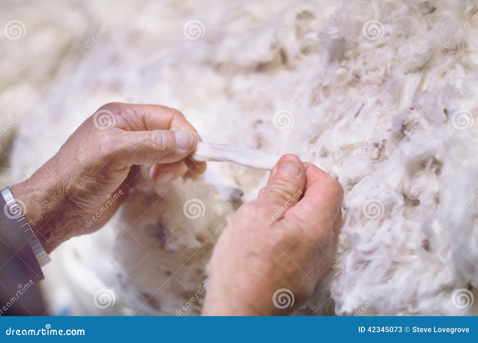 Merino Wool stock image. Image of merino, sheep, horns - 42345073