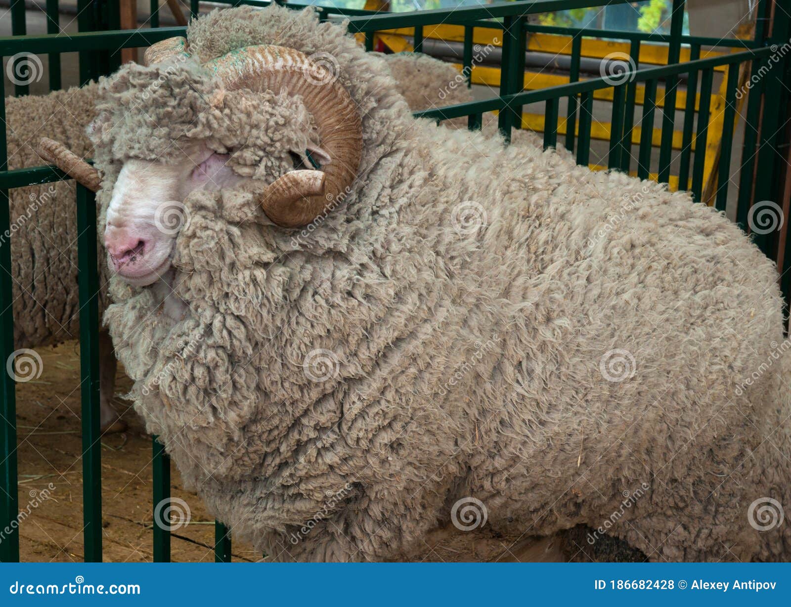 Merino - Woolly Breed of Sheep in Paddock on Farm Stock Photo - Image ...