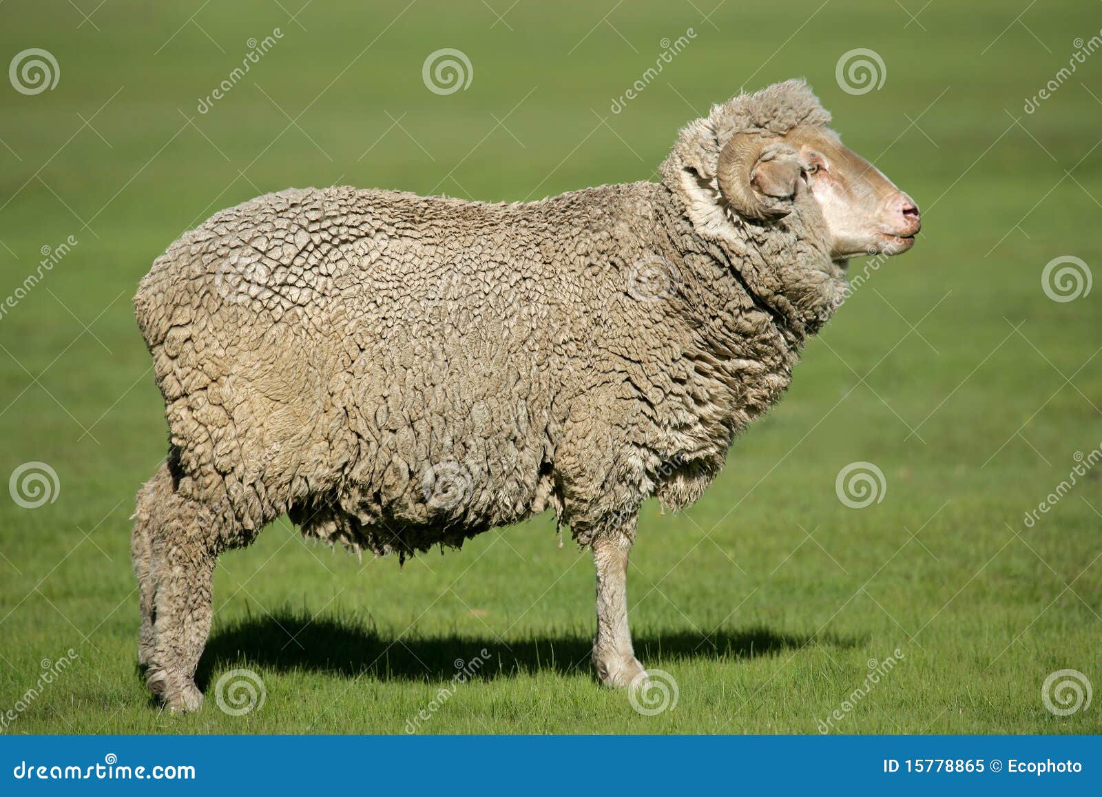 Merinos schapen stock afbeelding. Image of platteland - 15778865