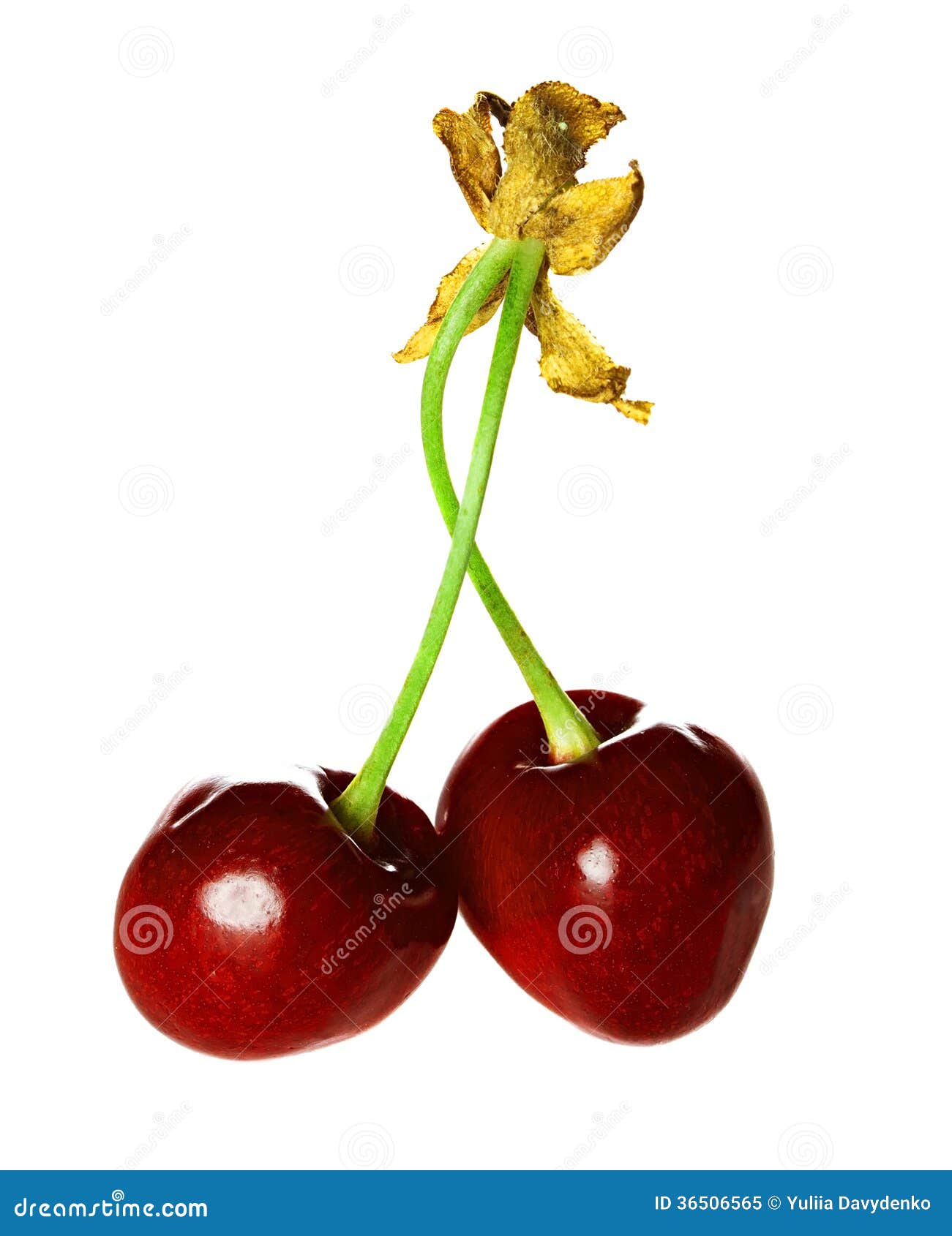 Merise image stock. Image of fermer, jardinage, vivacité - 36506565