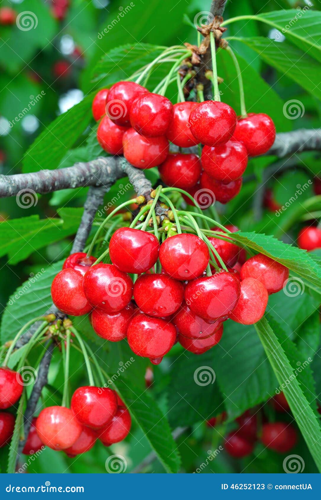Merise sur le branchement image stock. Image du racème - 46252123