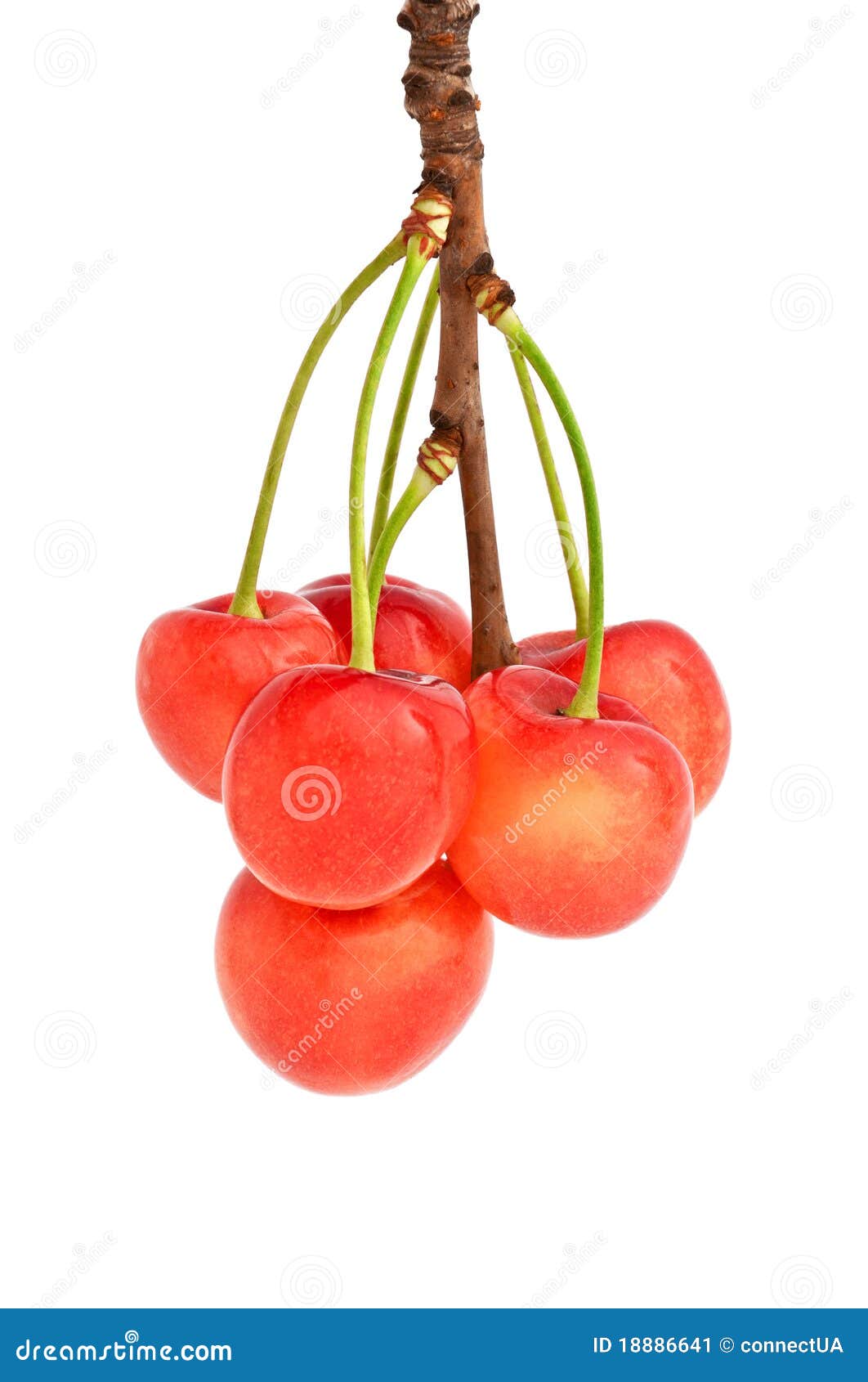 Merise sur un branchement image stock. Image du branchement - 18886641