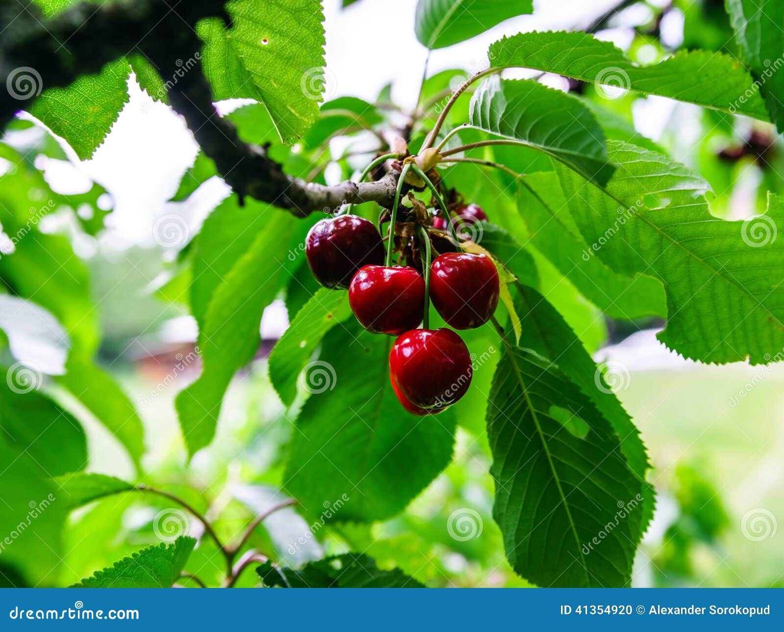 Merisier Juteux Sur Un Arbre Photo stock - Image du branchement ...