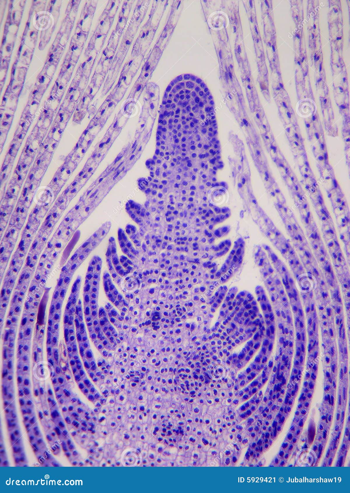 Meristema Apicale, Germoglio Terminale Illustrazione di Stock ...