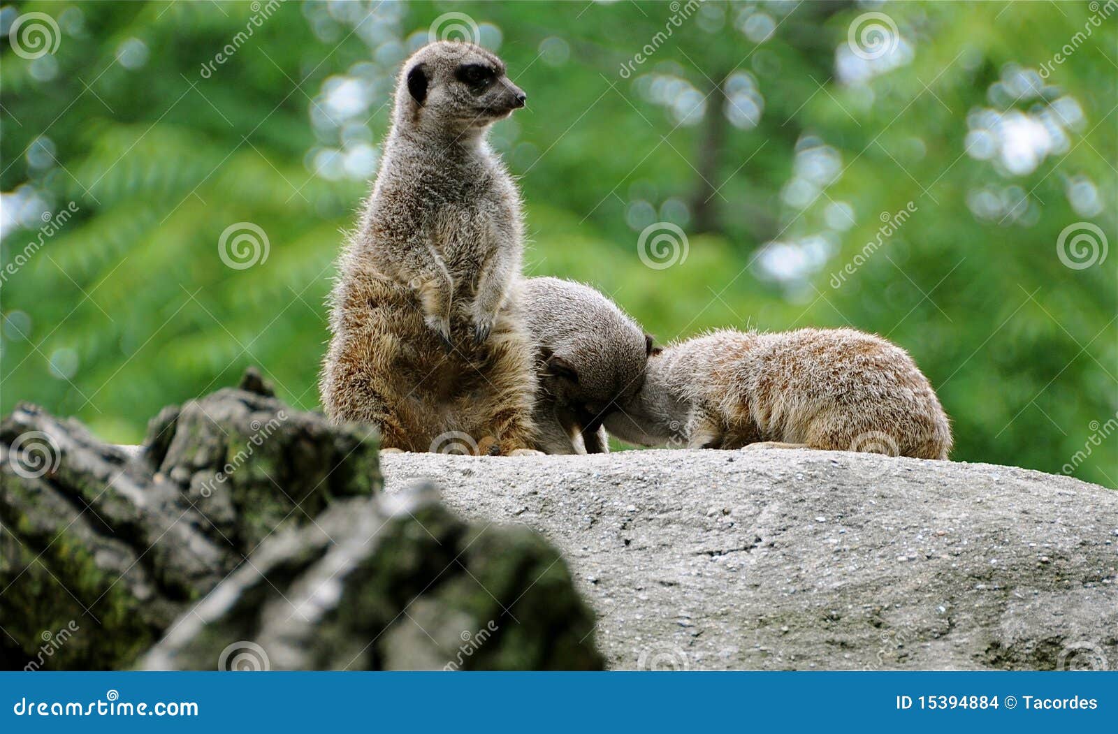 Merkat stock photo. Image of small, nature, teamwork - 15394884