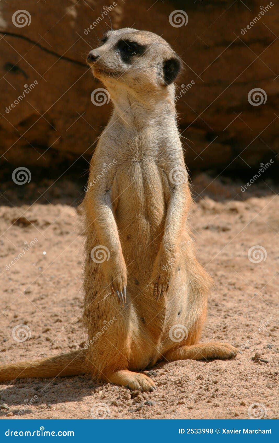 Merkat looking left stock photo. Image of meerkat, danger - 2533998