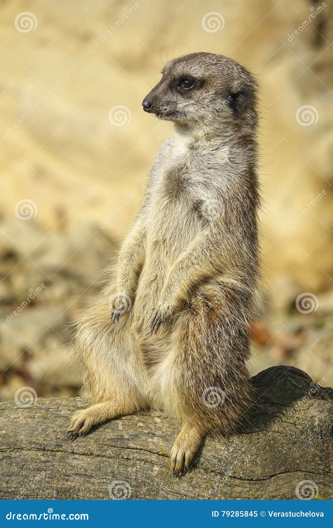 Merkat suricata stock image. Image of animal, desert - 79285845