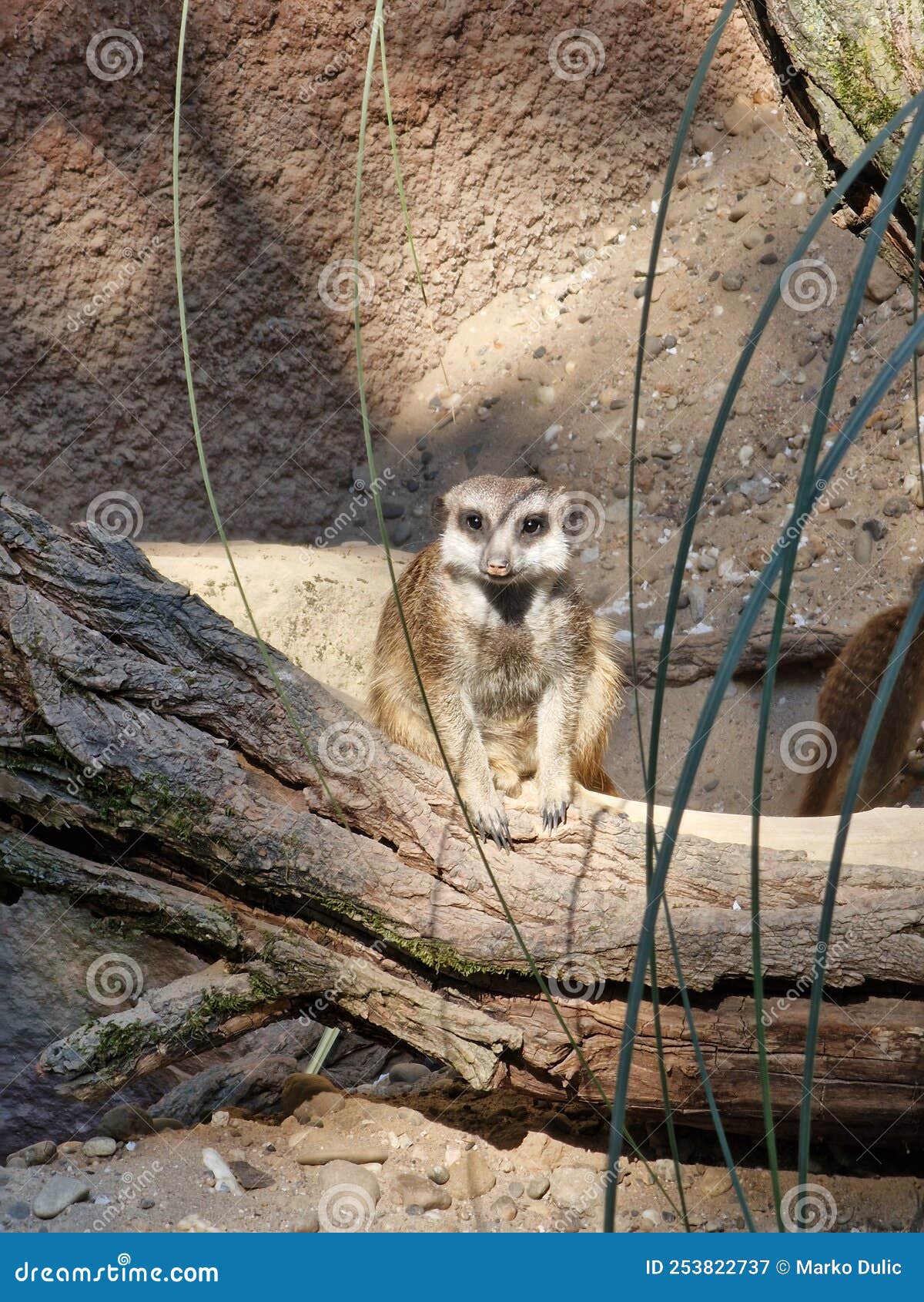 Merkator Resting on a Branch Stock Image - Image of wood, rock: 253822737