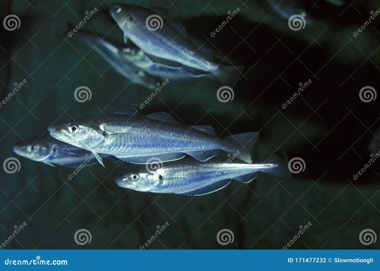 MERLAN Merlangius Merlangus Stock Photo - Image of marine, fish: 171477232