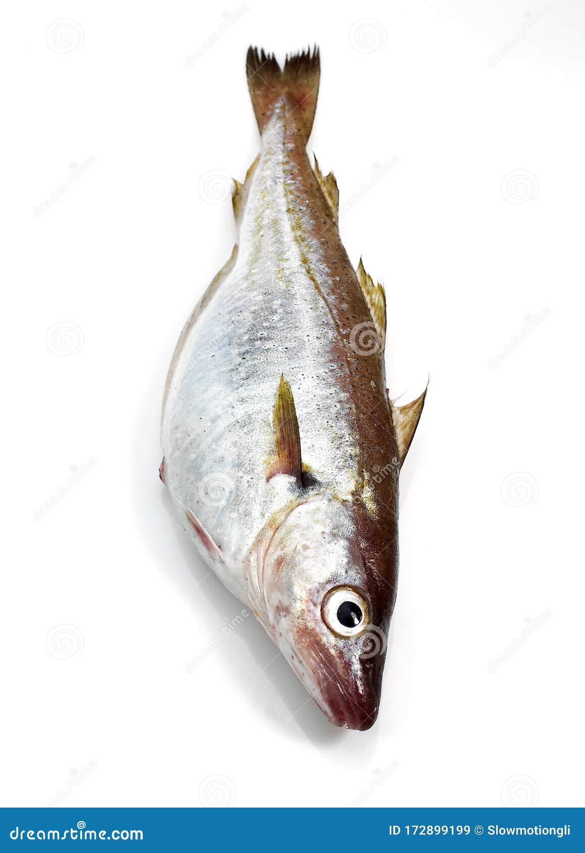 MERLAN stock image. Image of life, shot, wildlife, aquatic - 172899199