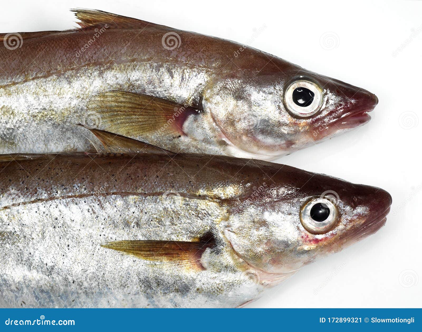 MERLAN stock image. Image of whiting, ingredient, marine - 172899321