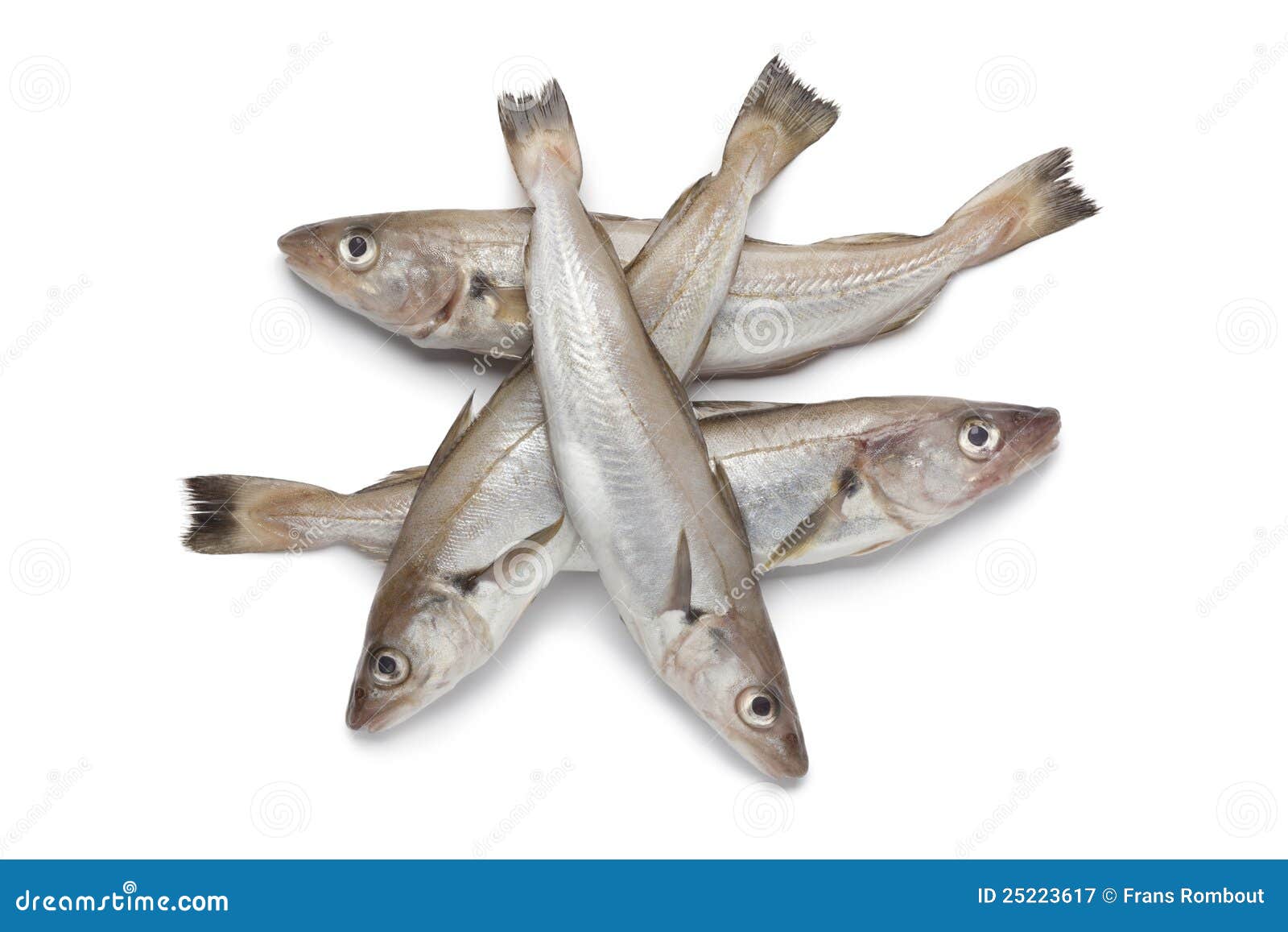 Merlans crus frais image stock. Image du saltwater, entier - 25223617