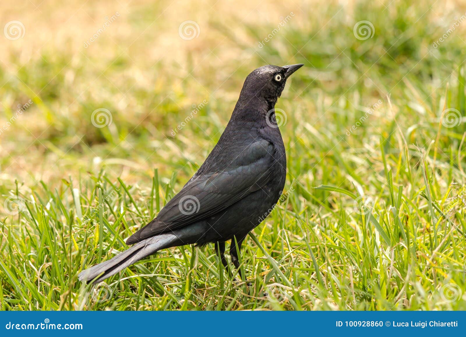 Merle Photos Stock - Téléchargez 32,084 Photos libres de droits