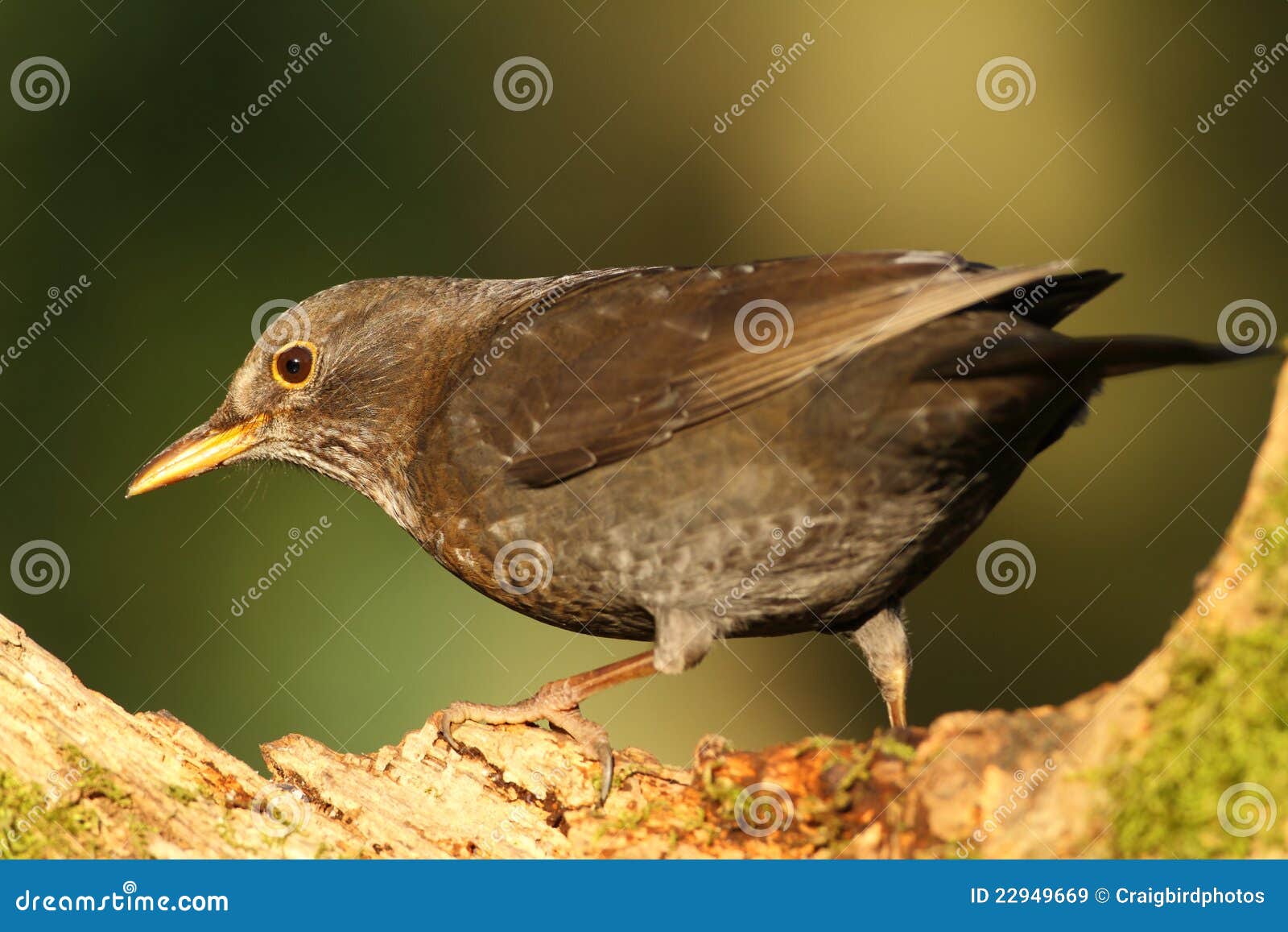 Merle image stock. Image du faune, femelle, forêt, birdwatching - 22949669