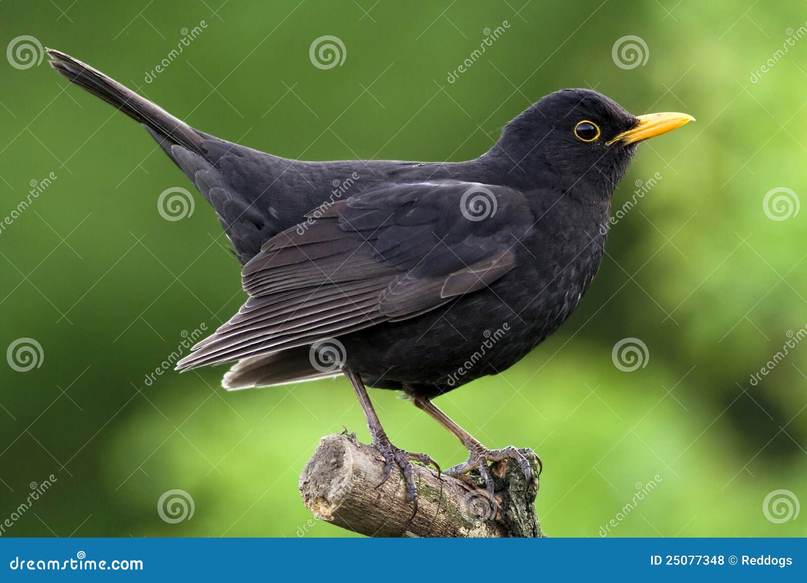 Merle photo stock. Image of verticale, animal, rester - 25077348