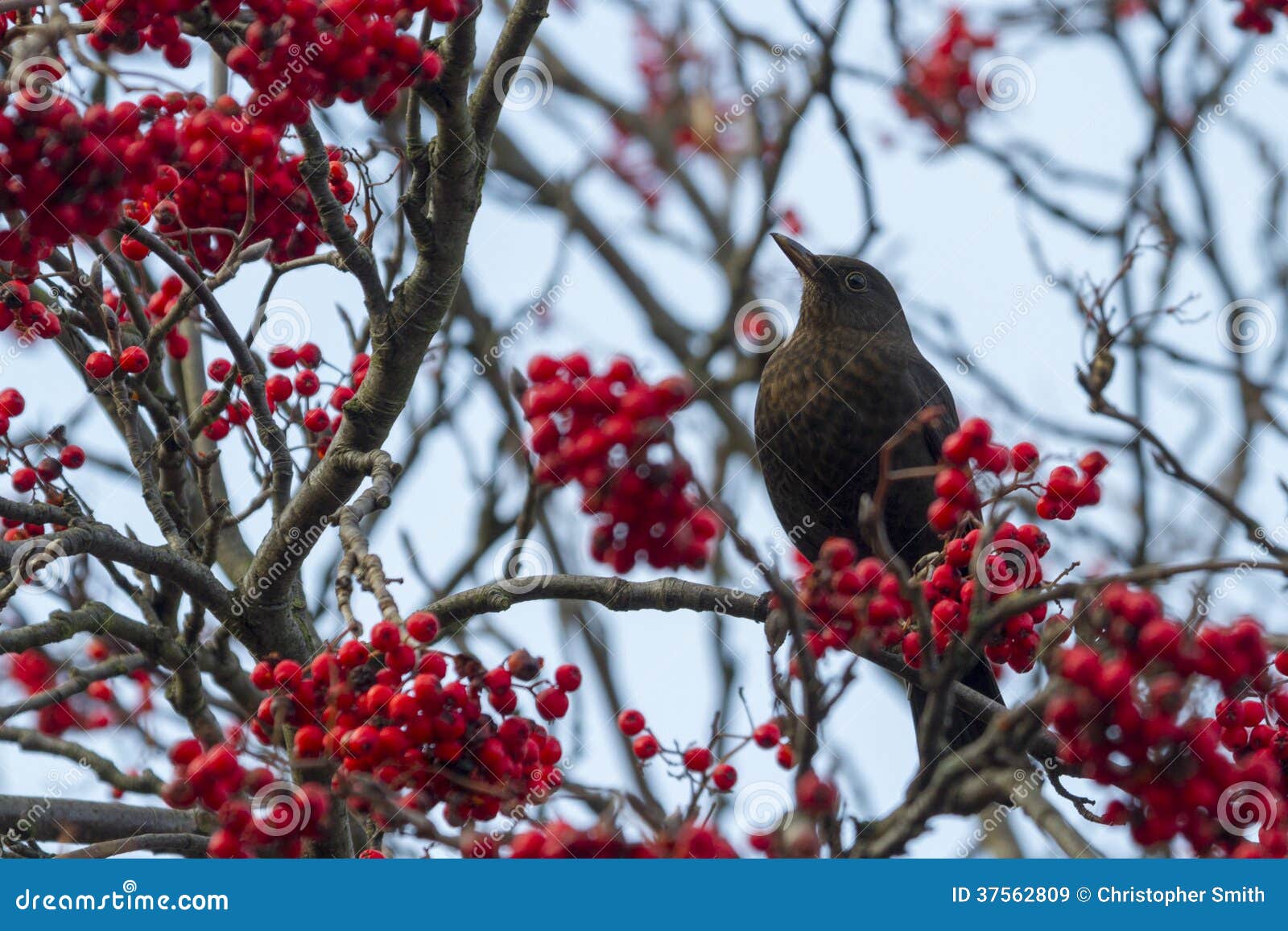 Merle image stock. Image du européen, faune, grive, oiseaux - 37562809