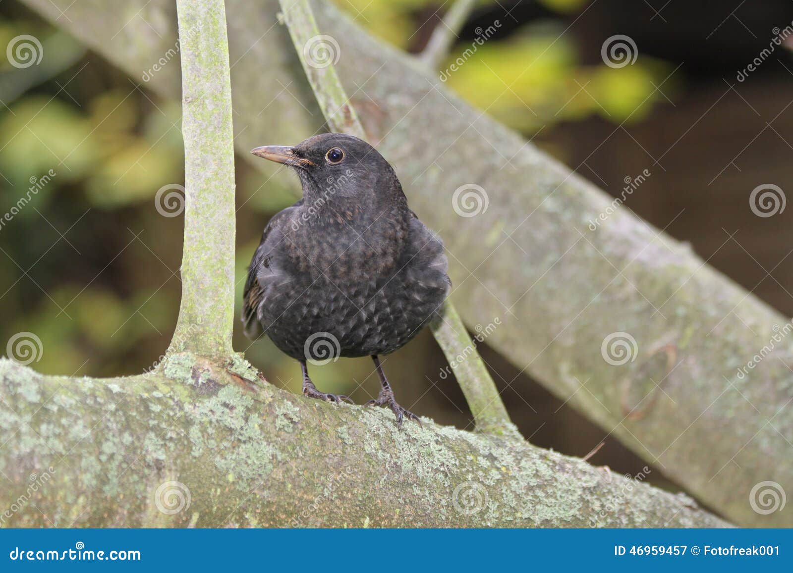 Merle image stock. Image du noir, biologie, séance, européen - 46959457