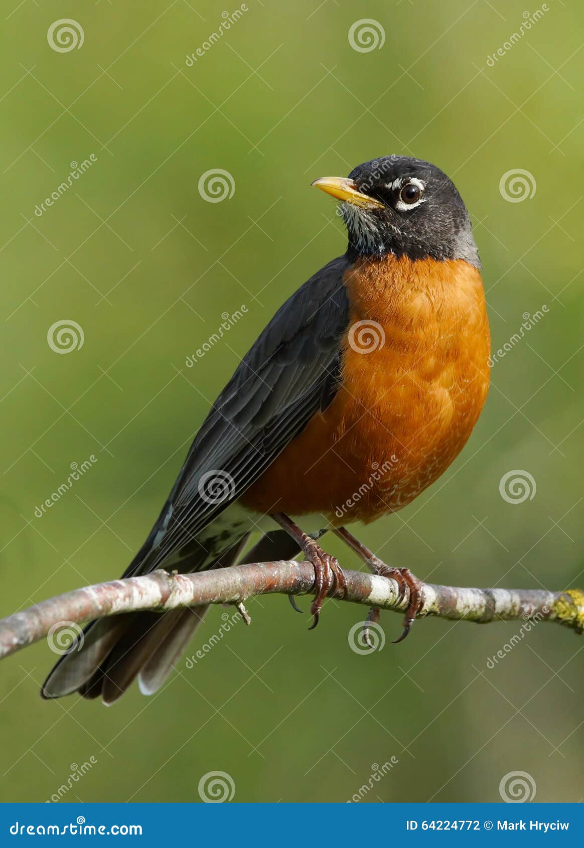 Merle photo stock. Image du américain, perché, nature - 64224772