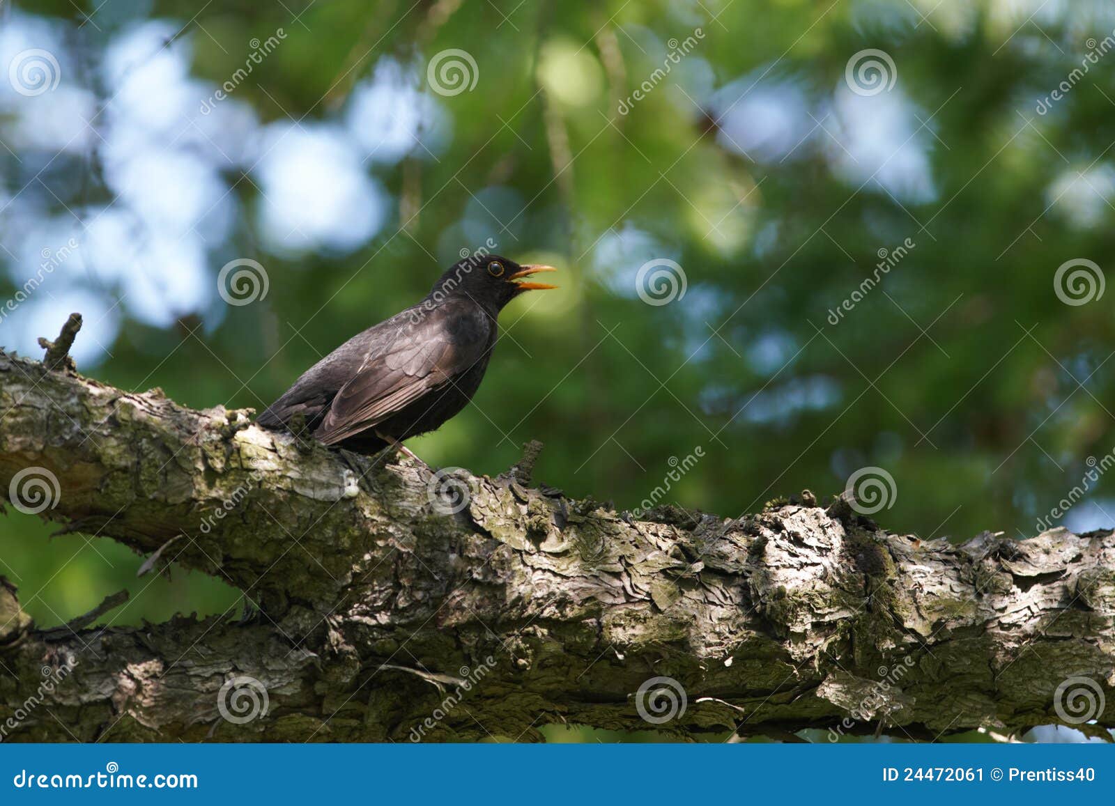 Merle Chantant Dans L'habitat Image stock - Image du branchement ...