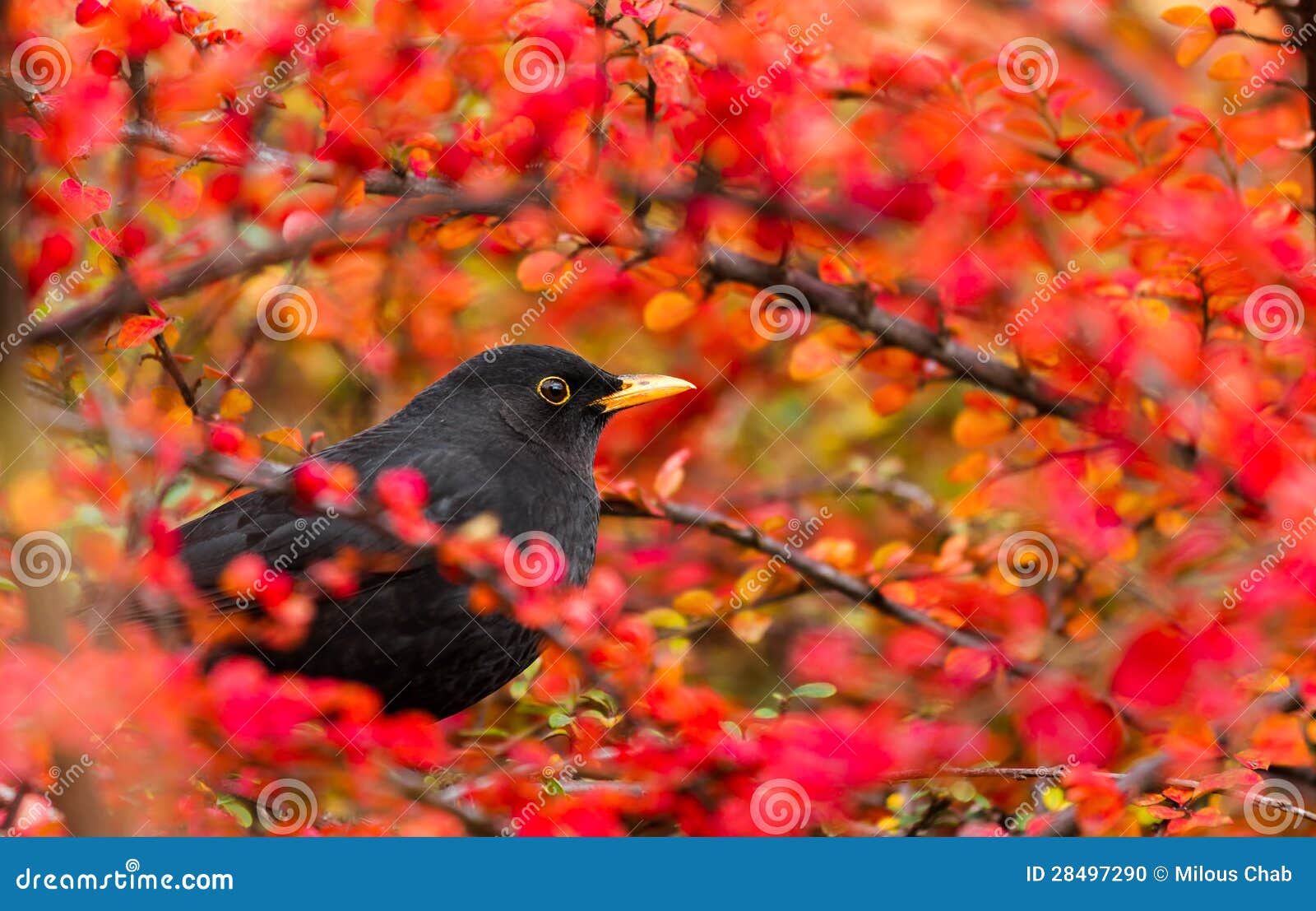 Merle Commun (merula De Turdus) Photo stock - Image du lames, fond ...