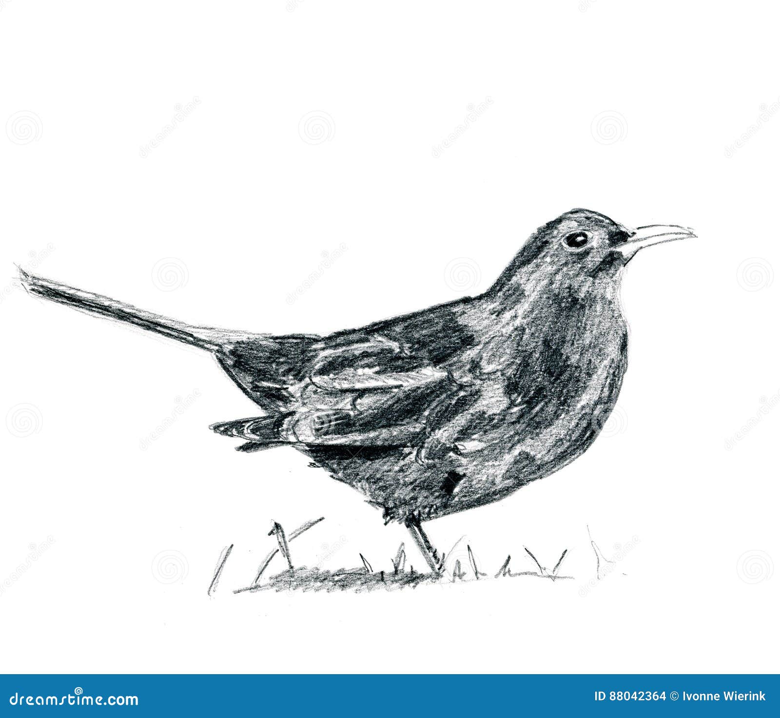 Merle de dessin au crayon illustration stock. Illustration of herbe ...