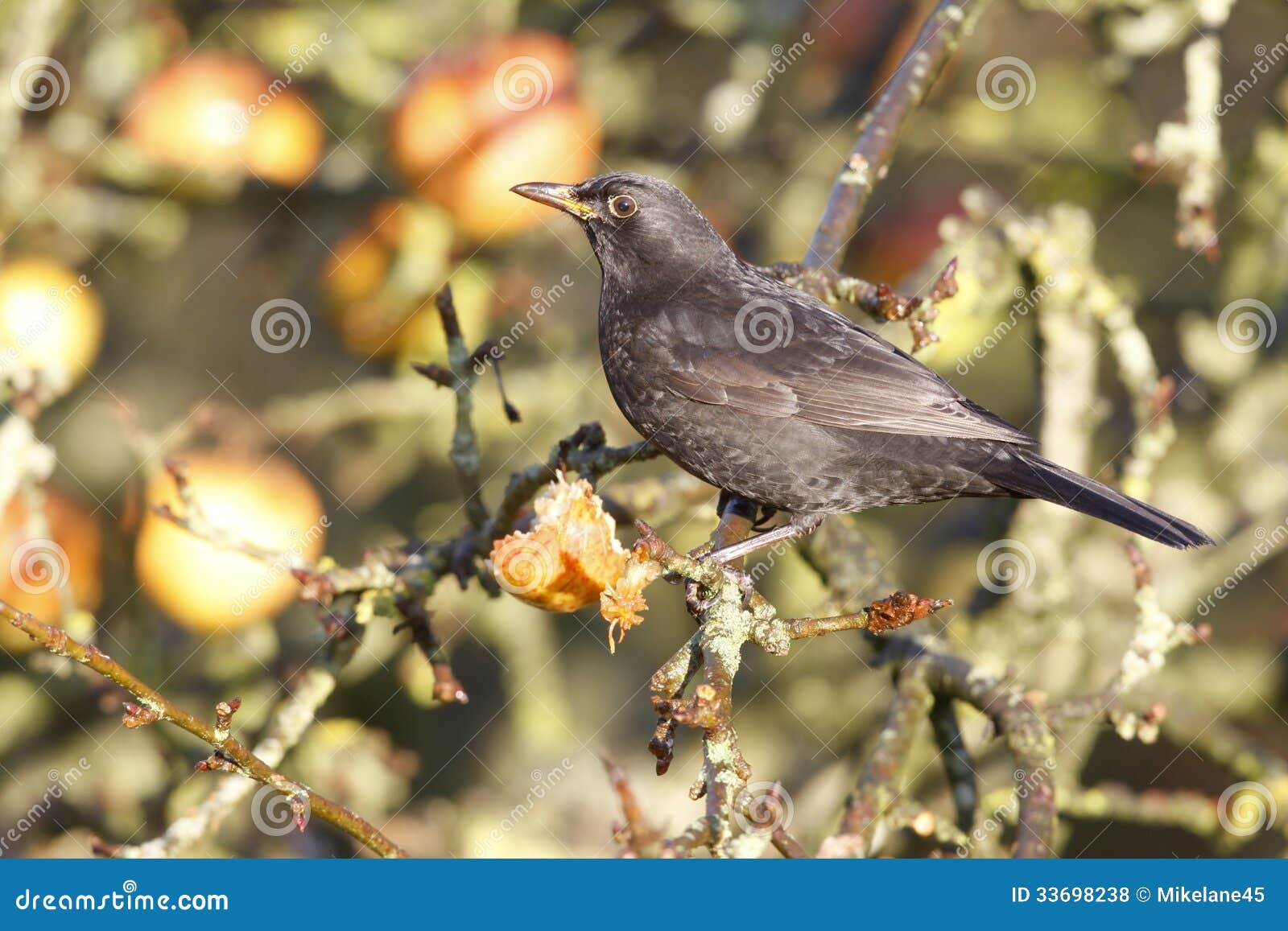 Merle, merula de Turdus photo stock. Image du britannique - 33698238