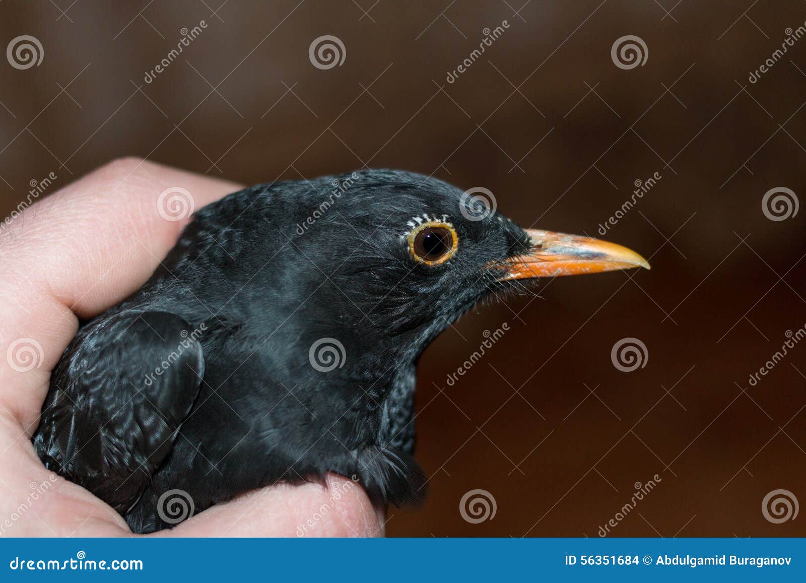 Merle (merula De Turdus) Dans Des Vos Mains Photo stock - Image du ...