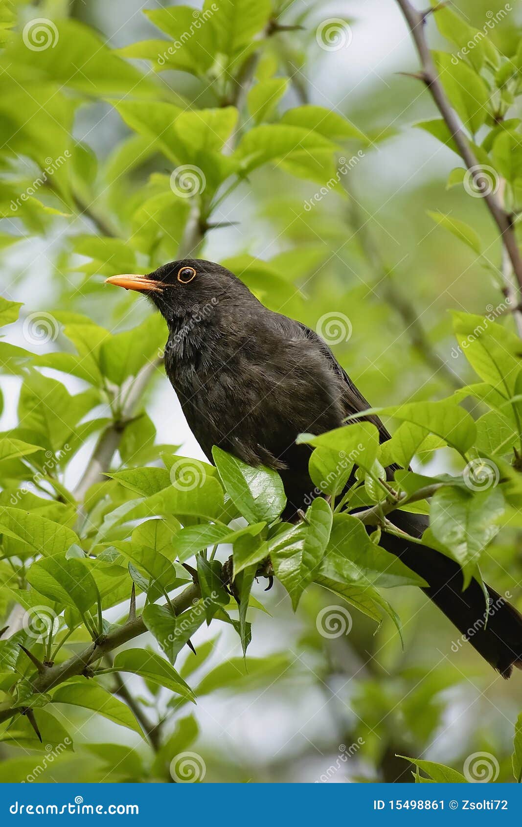 Merle sur le branchement image stock. Image du environnement - 15498861