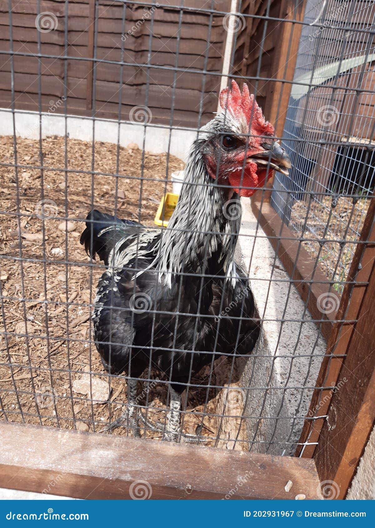 Merle Top Rooster Stock Photos - Free & Royalty-Free Stock Photos from ...