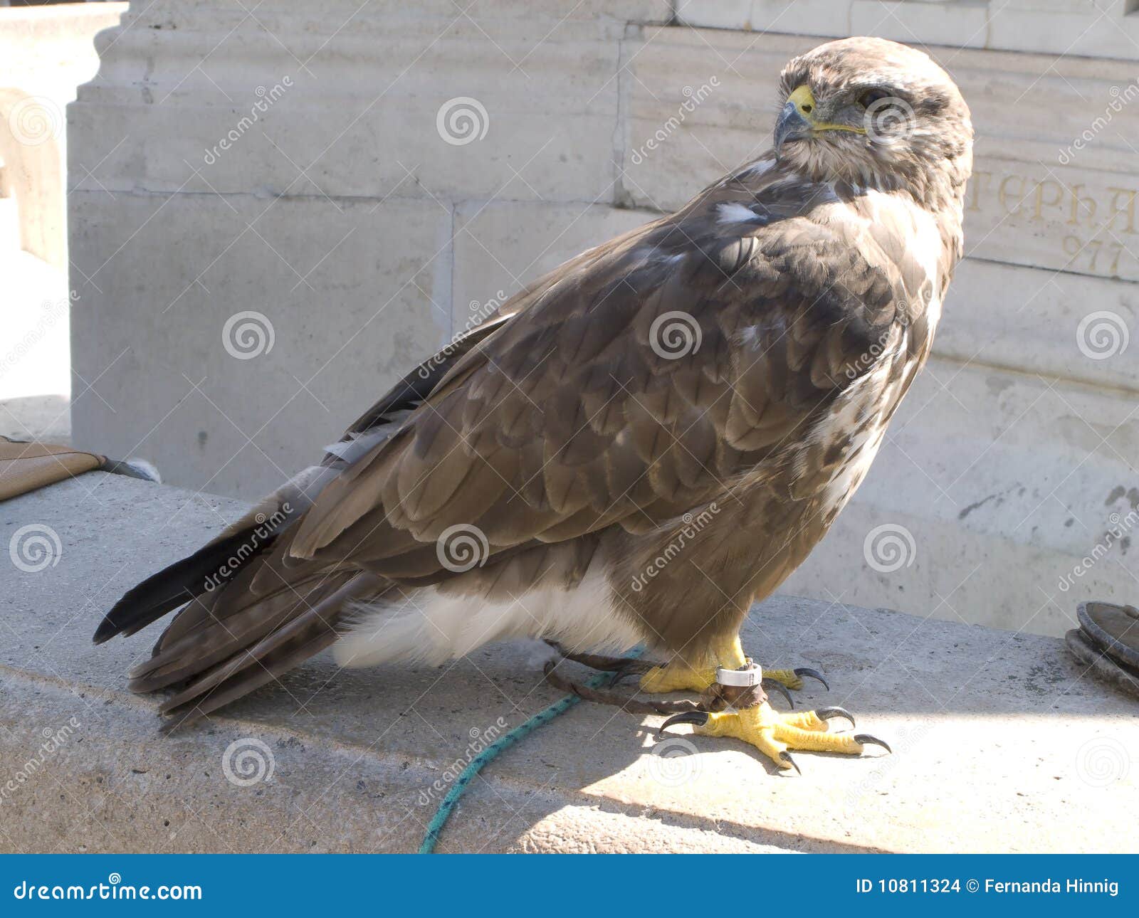 A merlin. stock photo. Image of falcon, animal, budapest - 10811324