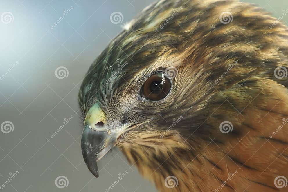 Merlin stock image. Image of merlin, feathers, carnivore - 18445731