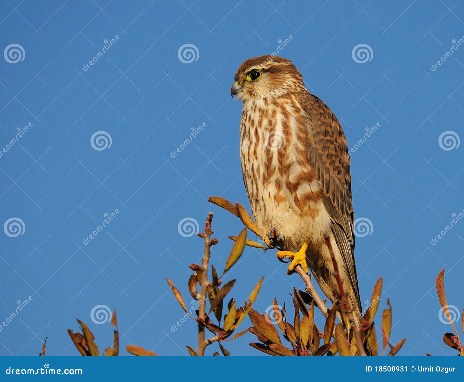Merlin stock image. Image of flight, merlin, branch, blue - 18500931
