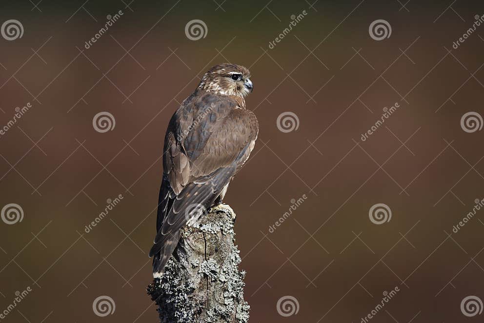 Merlin stock photo. Image of small, columbarius, raptor - 18940844