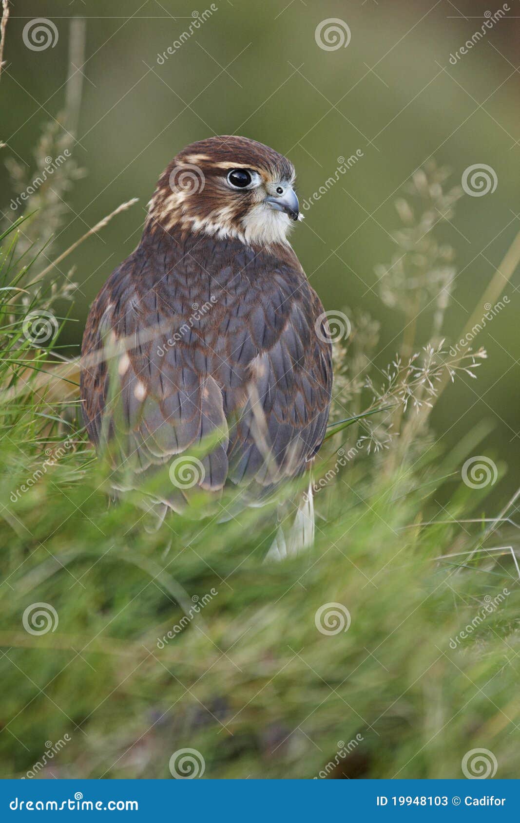 Merlin stock image. Image of predator, merlin, heather - 19948103
