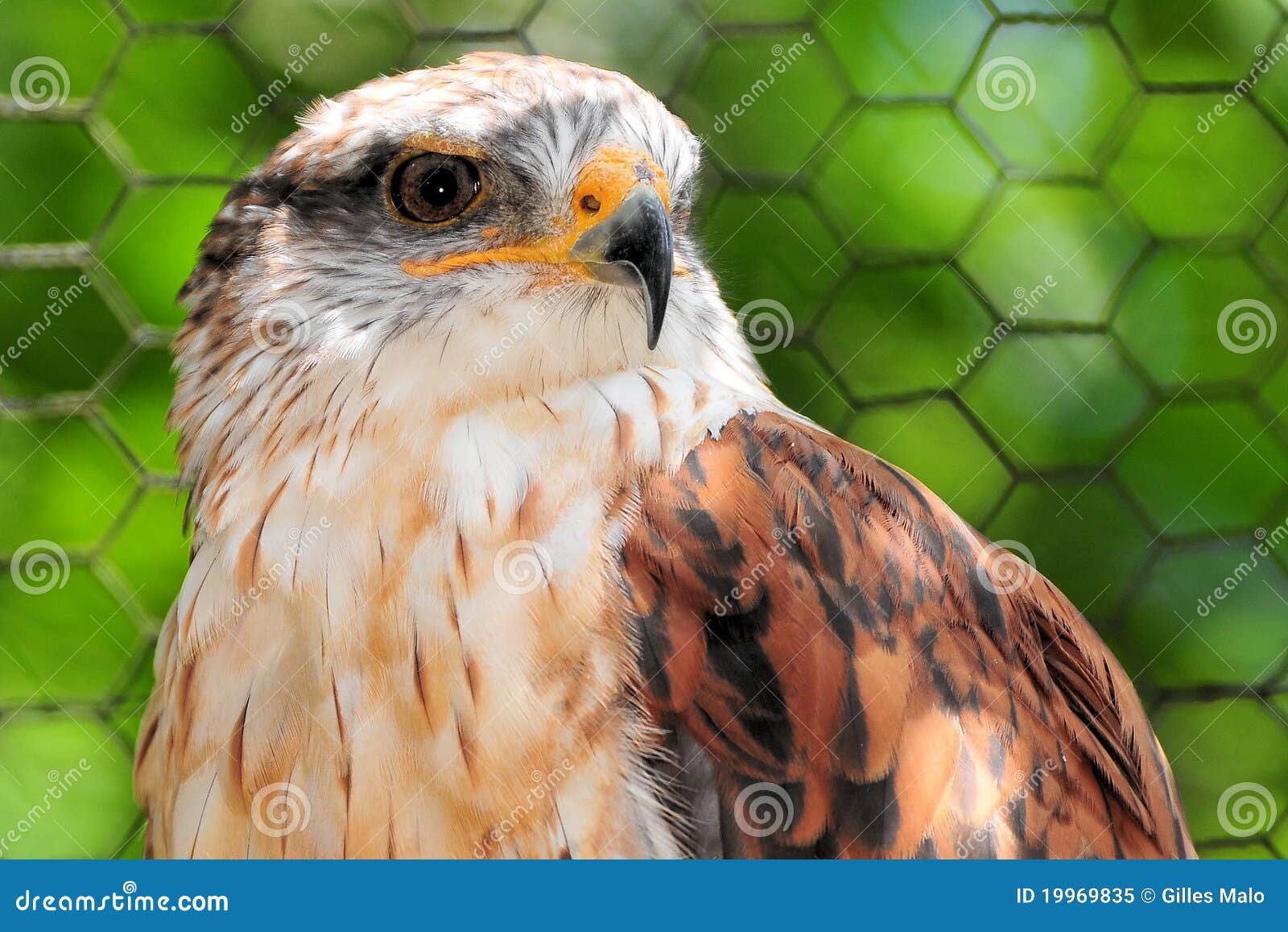 Merlin stock image. Image of female, feathers, beak, color - 19969835