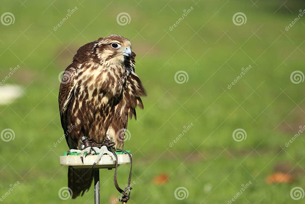 MERLIN image stock. Image du animal, merlin, nature, oiseau - 23030485