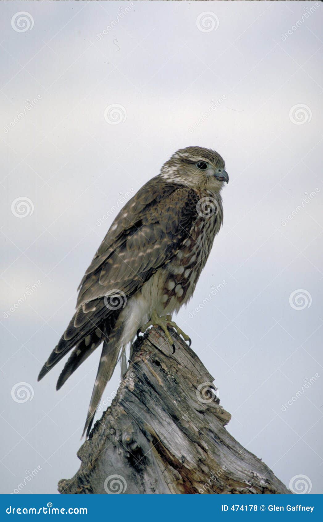 Merlin stock photo. Image of hawks, wildlife, north, species - 474178