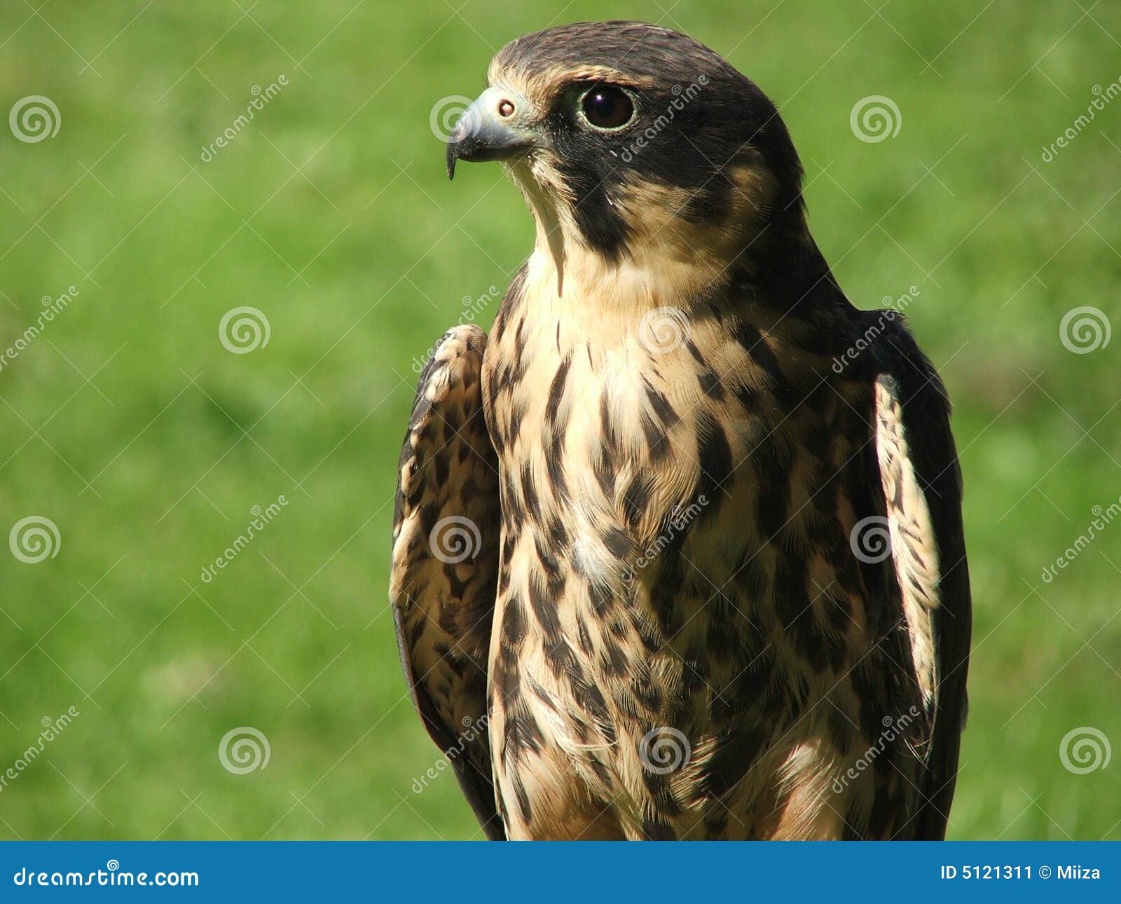 Merlin stock image. Image of pecker, merlin, animal, hobby - 5121311