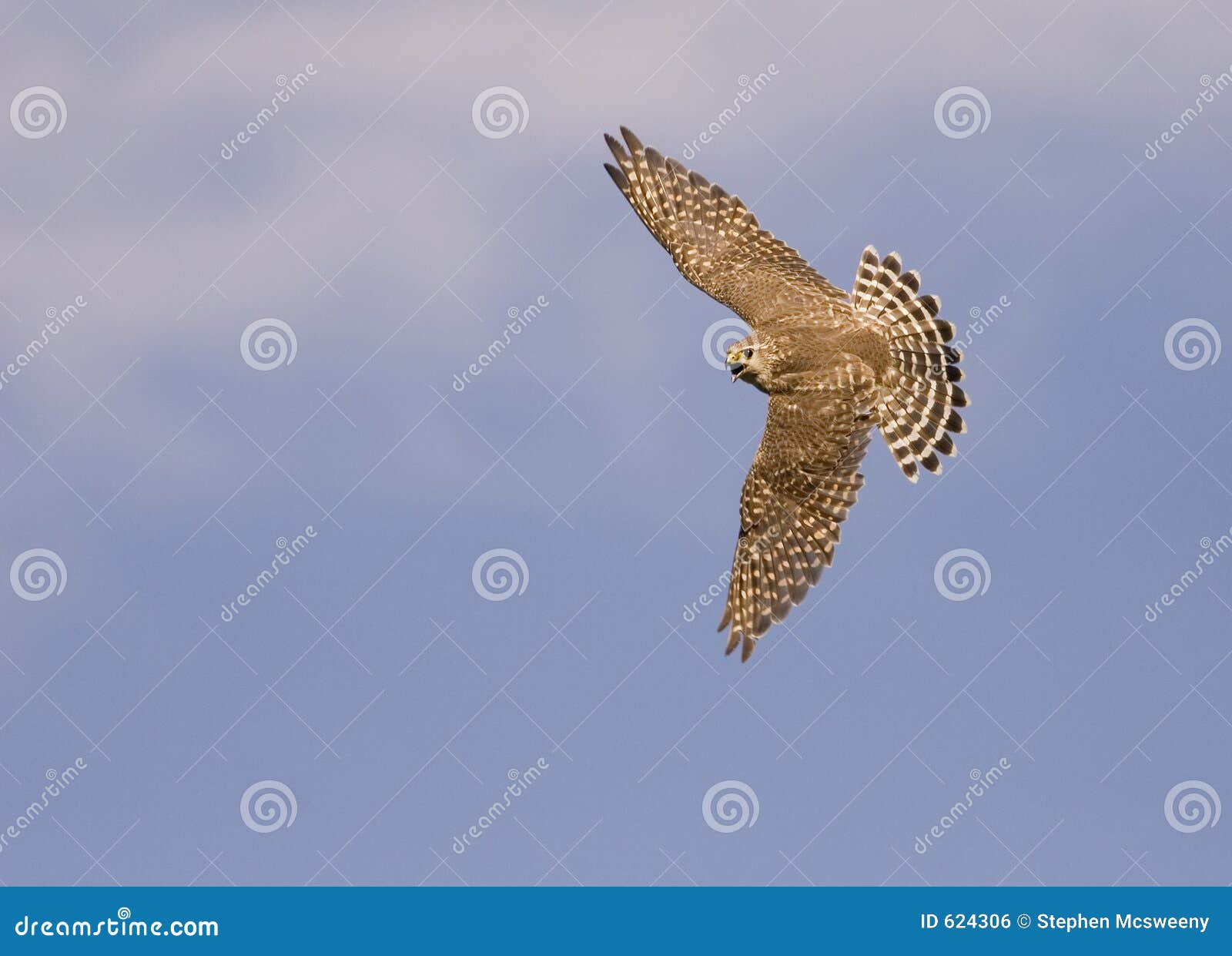 Merlin stock photo. Image of blue, bird, wing, raptor, wings - 624306
