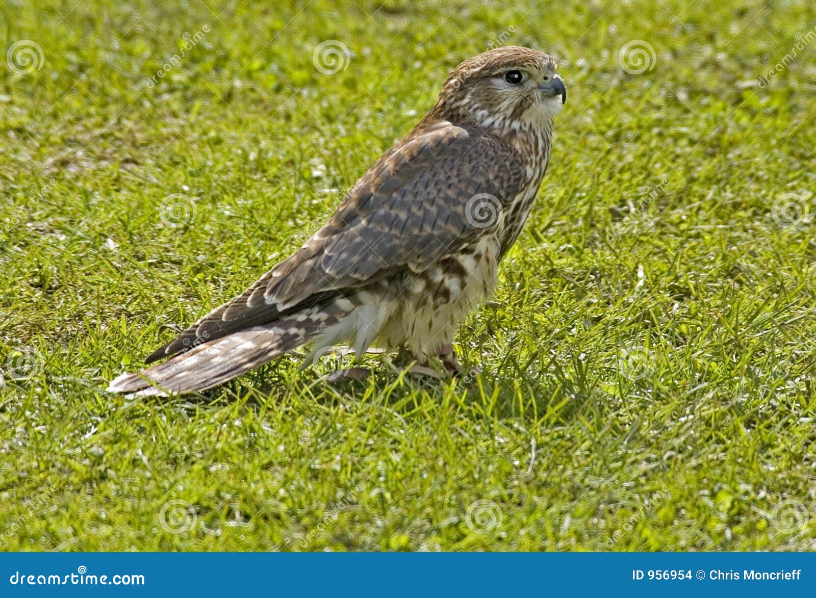 Merlin stock photo. Image of wings, wing, bird, birds, falconary - 956954