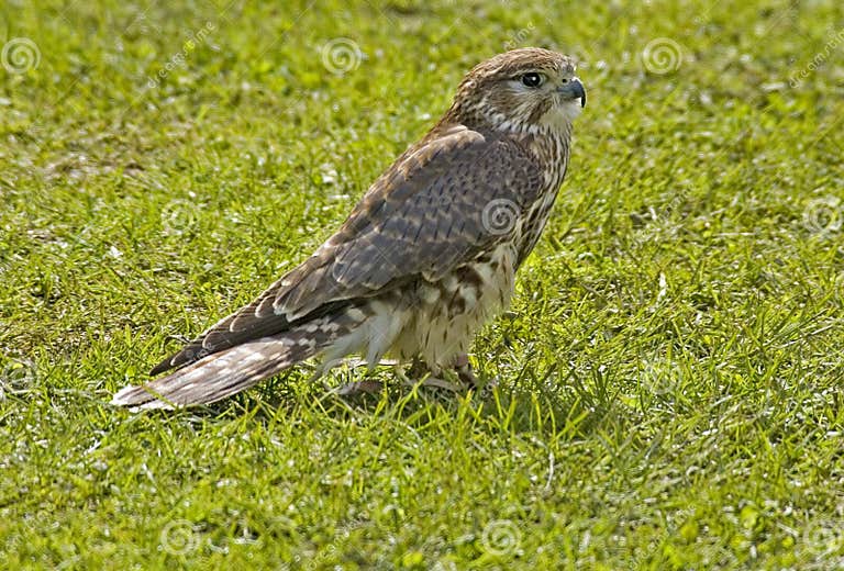 Merlin stock photo. Image of wings, wing, bird, birds, falconary - 956954
