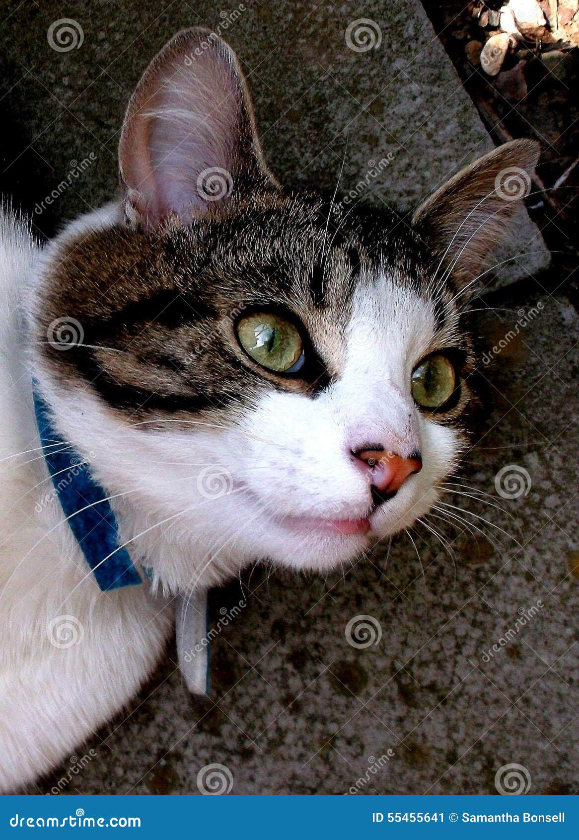 Merlin Cat stock image. Image of kitty, animals, pets - 55455641