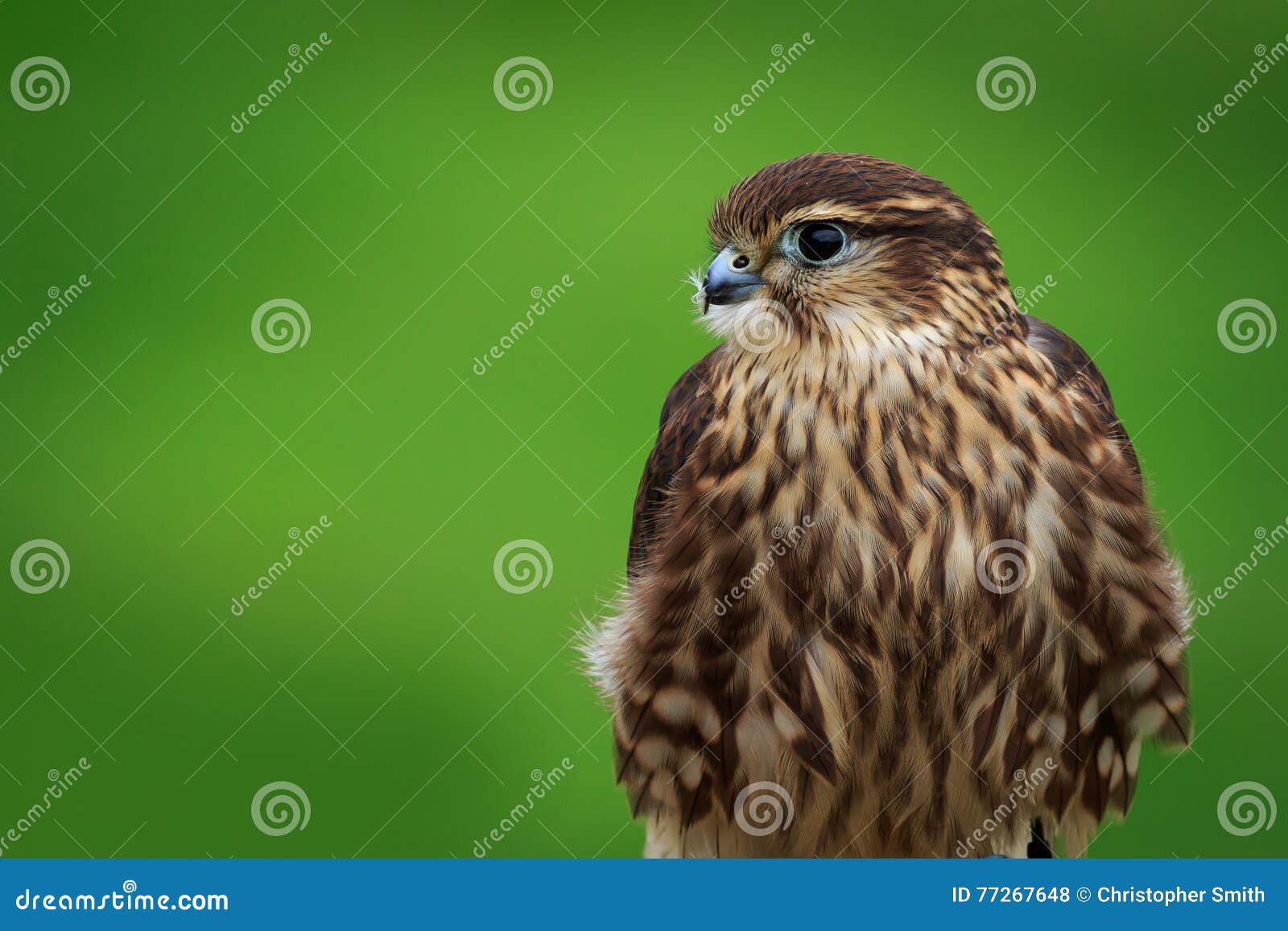Merlin Falco columbarius stock photo. Image of outdoors - 77267648